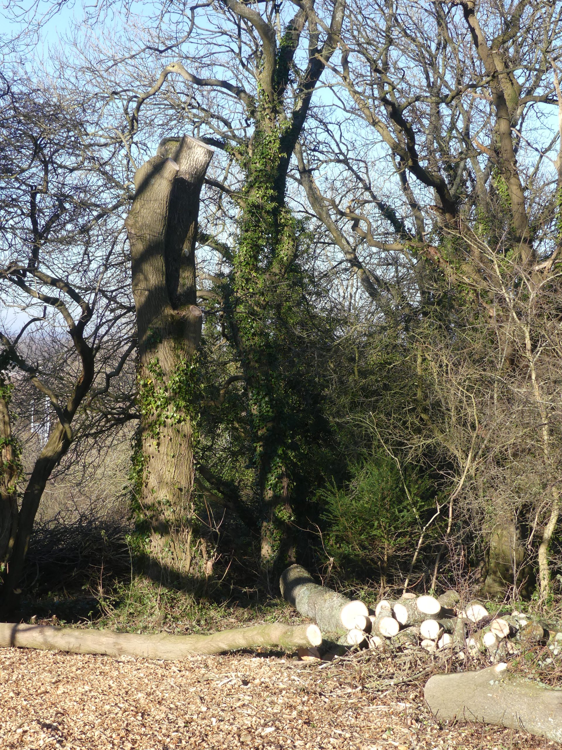 Ash Dieback Disease - Wapley Bushes Local Nature Reserve
